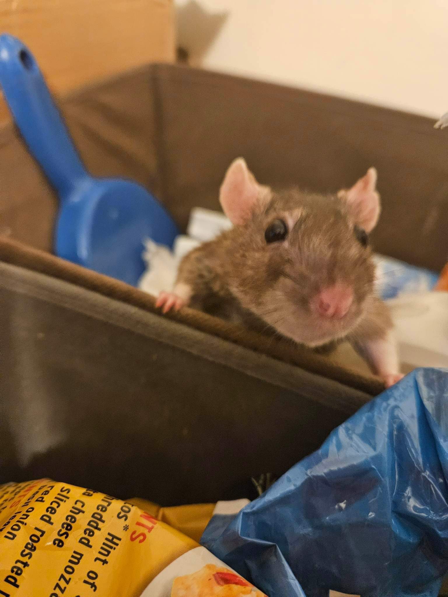 Velma the rat gets lump removed - Thorndale Animal Hospital