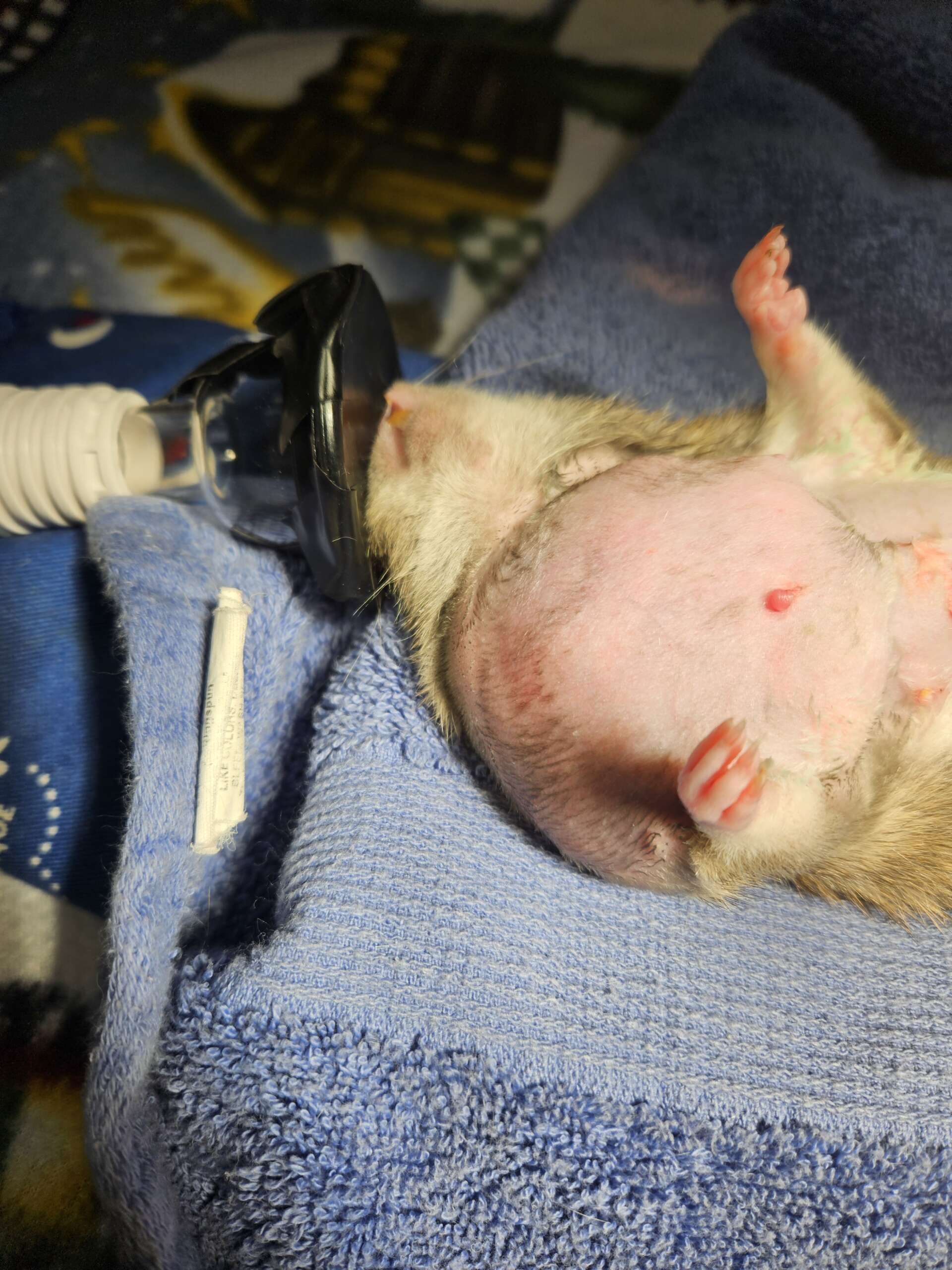 Velma the rat gets lump removed - Thorndale Animal Hospital